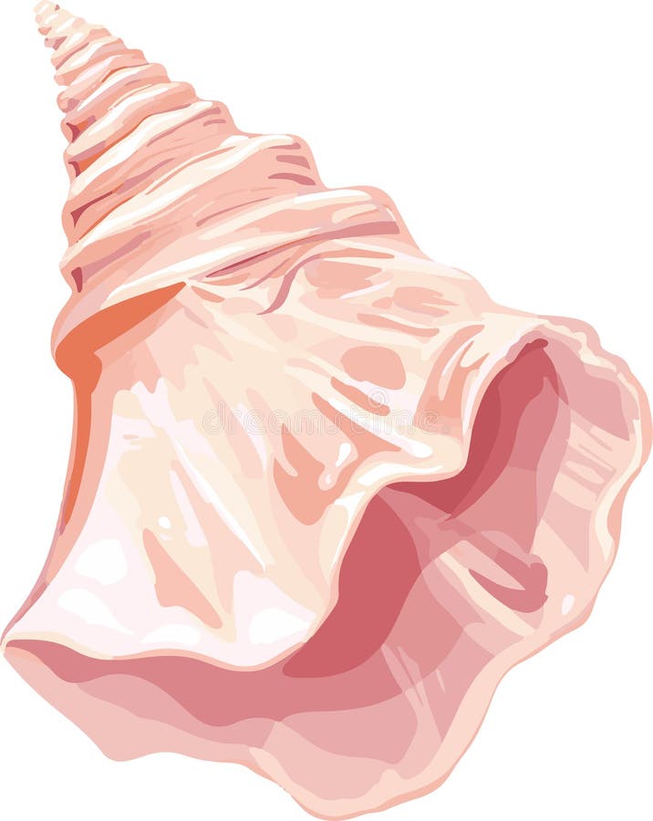 Simple Vector Queen Conch Clipart Stock Vector - Illustration of ...