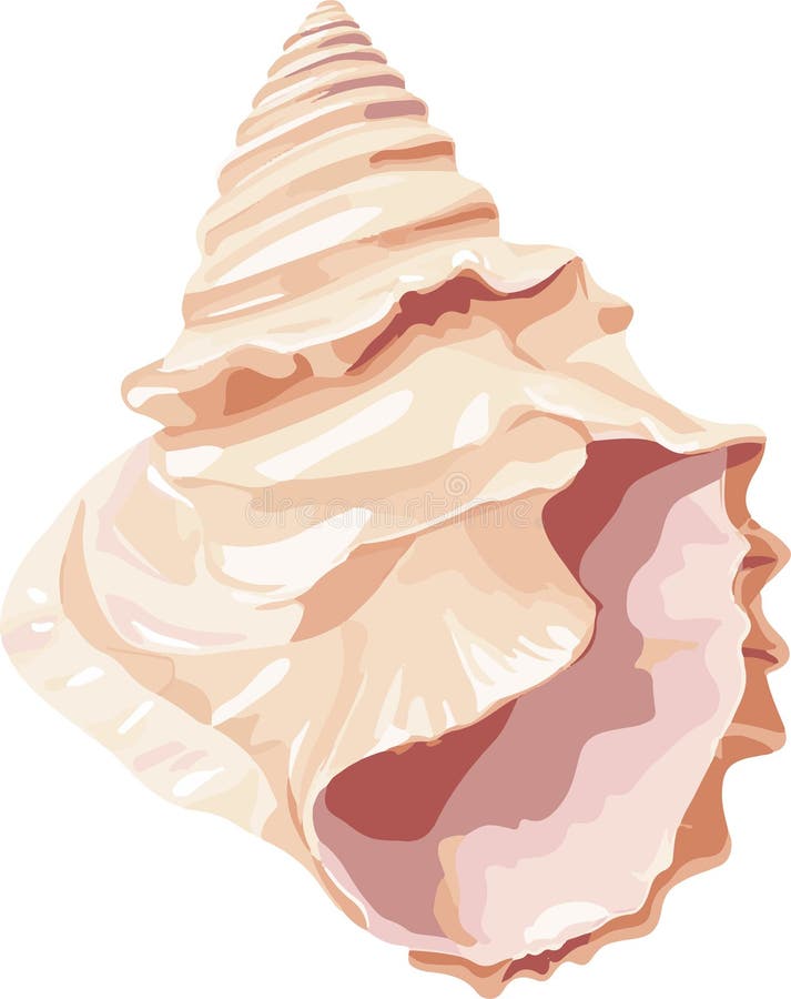 Simple Vector Queen Conch Clipart Stock Vector - Illustration of bright ...