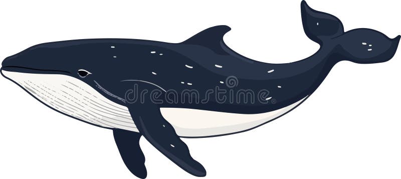Simple Vector Right Whale Clipart Stock Vector - Illustration of cute ...