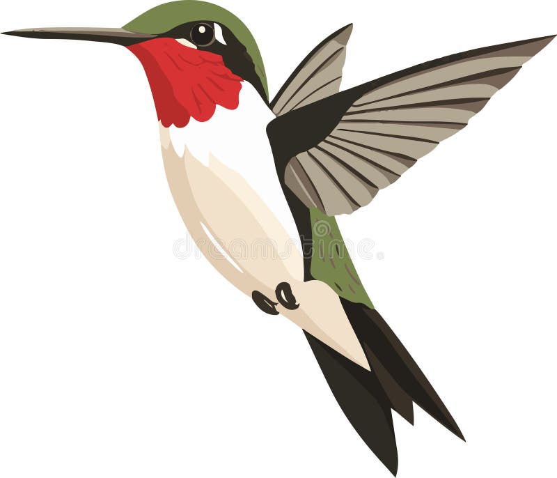 Simple Vector Ruby-throated Hummingbird Clipart Stock Vector ...
