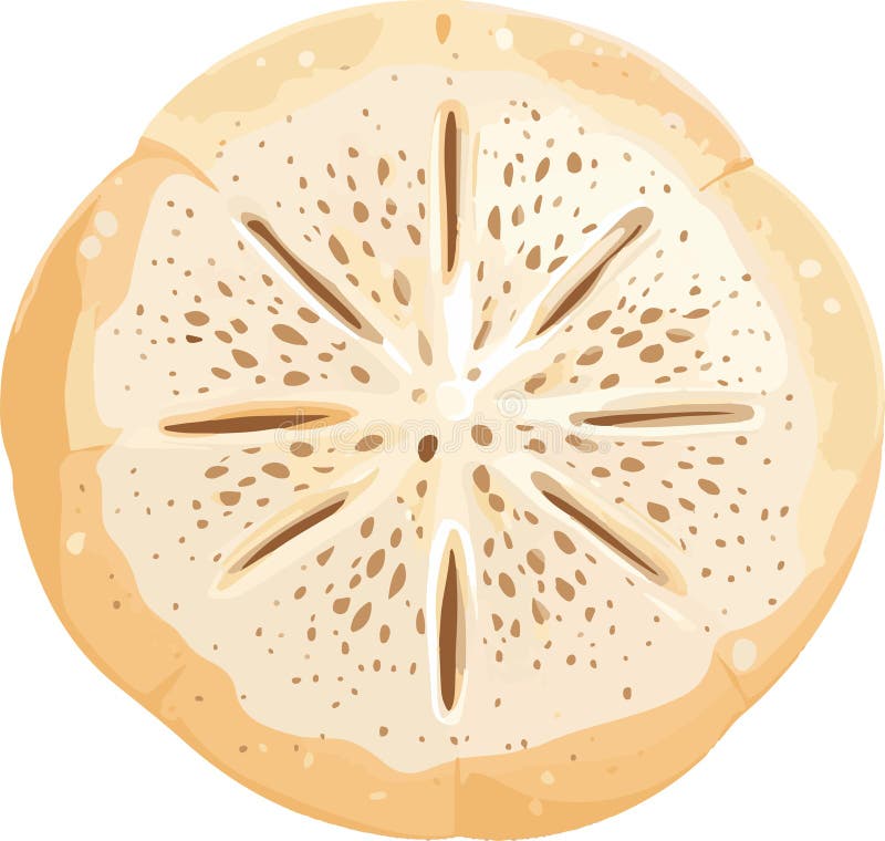 Simple Vector Sand Dollar Clipart Stock Vector - Illustration of ...