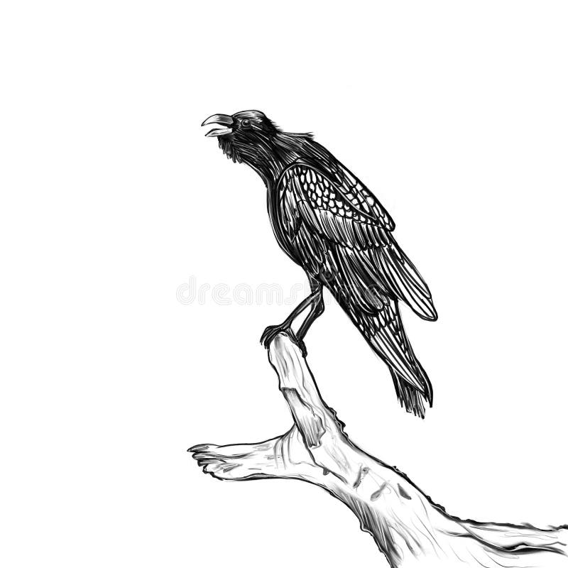 Simple Vector Sketch of a Black Crow on a Branch Stock Vector ...