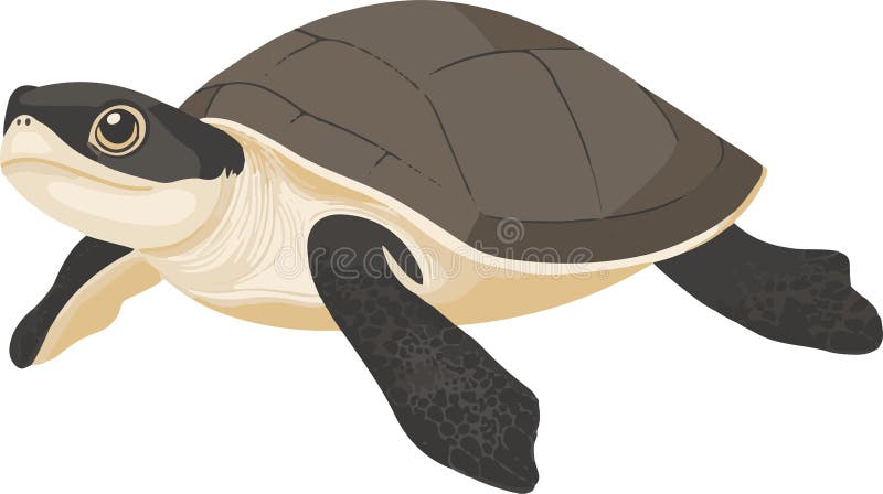 Simple Vector Softshell Turtle Clipart Stock Vector - Illustration of ...
