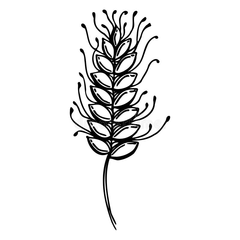 Vector Spikelet of Wheat in Black and White. Minimalistic Botanical ...