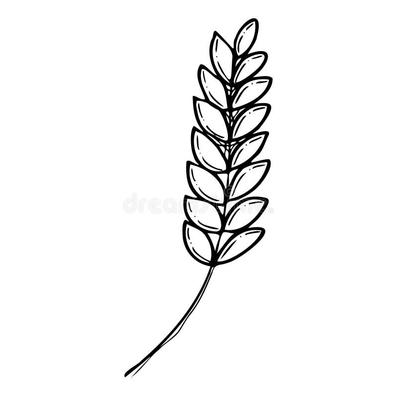 Drawing of Spikelet. Vector Illustration Stock Vector - Illustration of ...