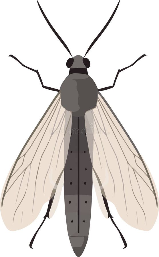 Stonefly Clipart Stock Illustrations – 2 Stonefly Clipart Stock ...