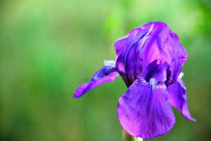 Simple violet flower stock image. Image of leaf, wildflower - 180313457