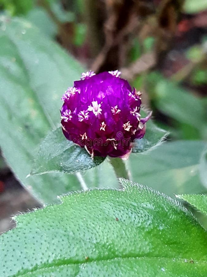 Violet Bloom Flower stock photo. Image of flower, nature - 105001442