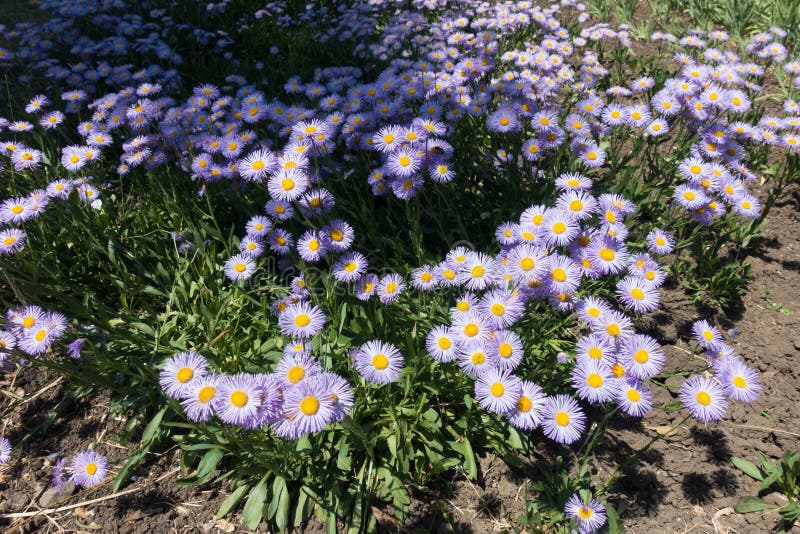 Simple Violet Flowers of Erigeron Speciosus Stock Photo - Image of ...