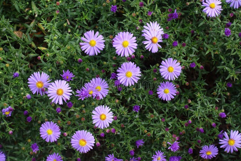 Simple Violet Flowers of Michaelmas Daisies Stock Photo - Image of ...