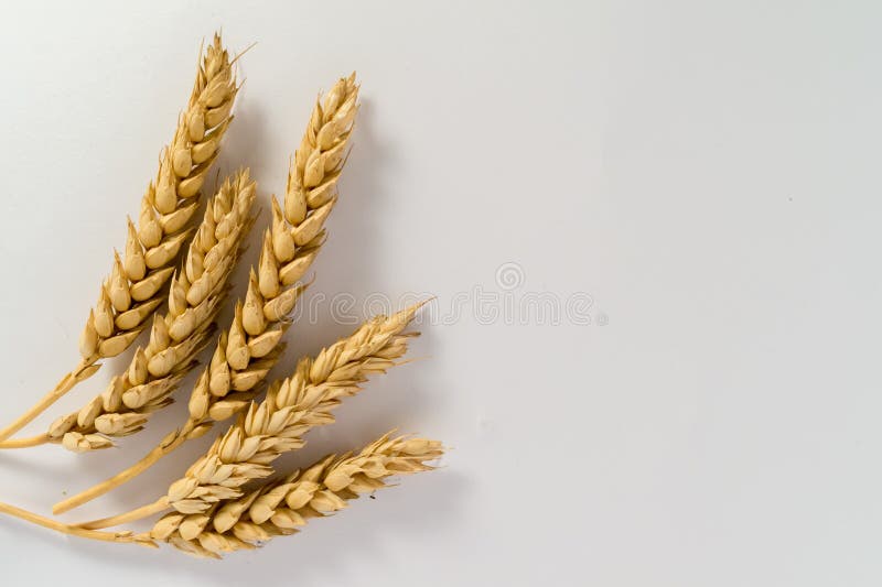 Simple Wheat on White Background Stock Photo - Image of background ...