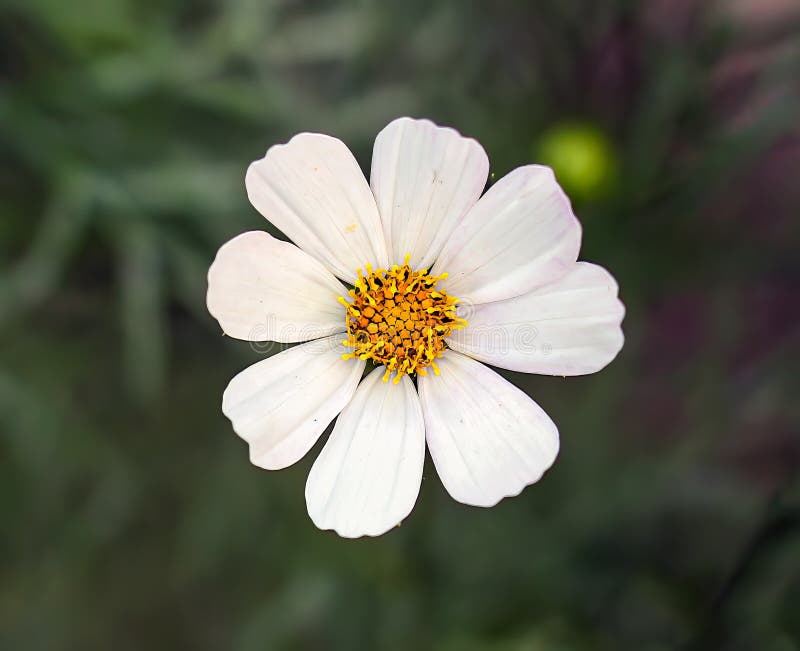 The Simplest Flower from a Garden Stock Photo - Image of flowers ...