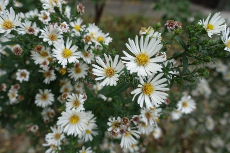 Simple White Flowers of Heath Aster Stock Image - Image of frost ...