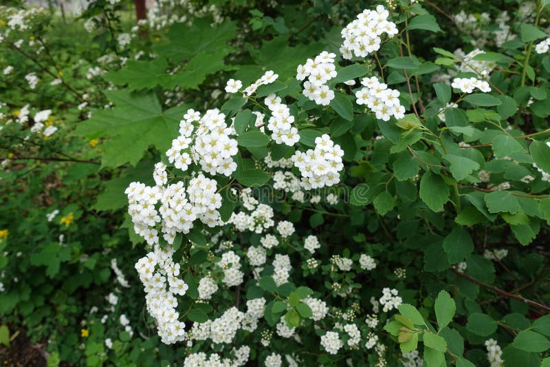 Simple White Flowers in the Leafage of Spiraea Vanhouttei Stock Image ...