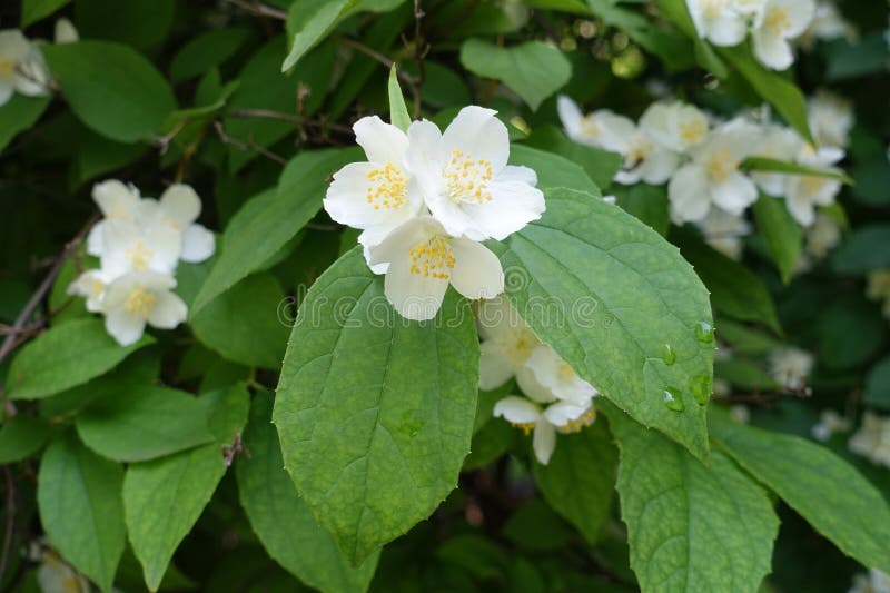 Simple White Flowers of Philadelphus Coronarius in June Stock Image ...