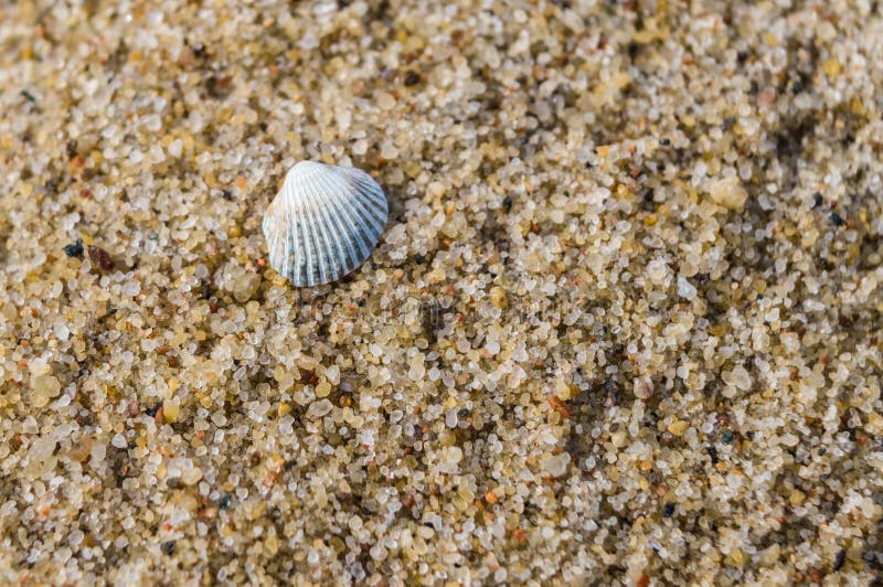 Simple White Shell on Sand Beach Closeup Stock Image - Image of conch ...