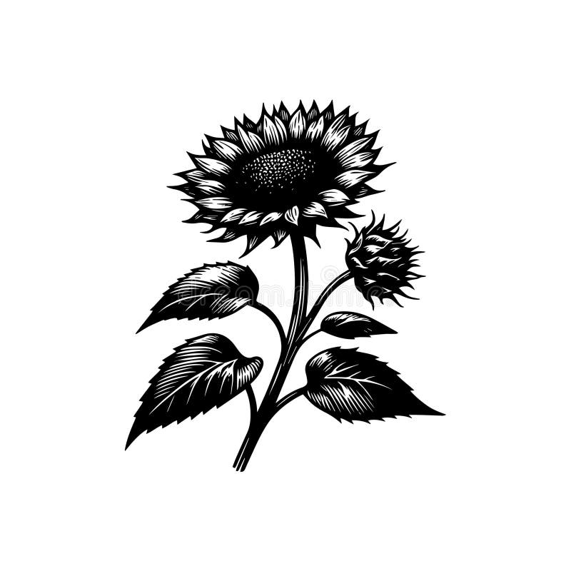 Wild Sunflower Front View Vector Icon Vintage Logo Retro Illustration ...