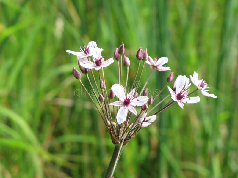Simple Wildflower stock photo. Image of canal, summer - 93184008