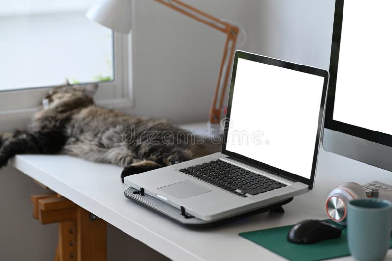 Simple Workspace with Blank Screen Computer, Laptop and Cat. Stock ...