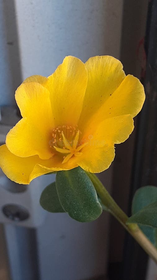 Simple Yellow Flowers Amongst Natural Prairie Grass and Pine Trees ...