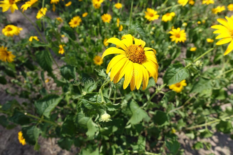 Simple Yellow Flowerhead of Heliopsis Helianthoides Stock Image - Image ...