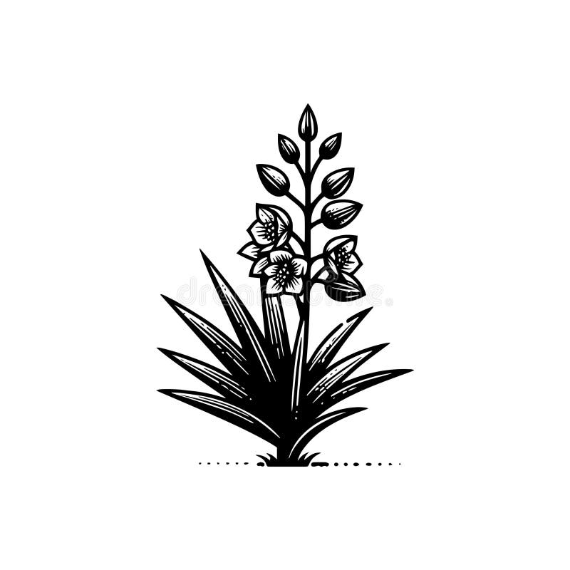 Yucca Flower Front View Vector for Vintage Logo and Retro Illustration ...