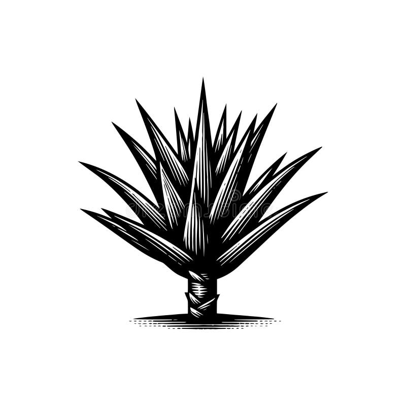 Simple Yucca Plant Front View Vector with Vintage Logo and Retro ...