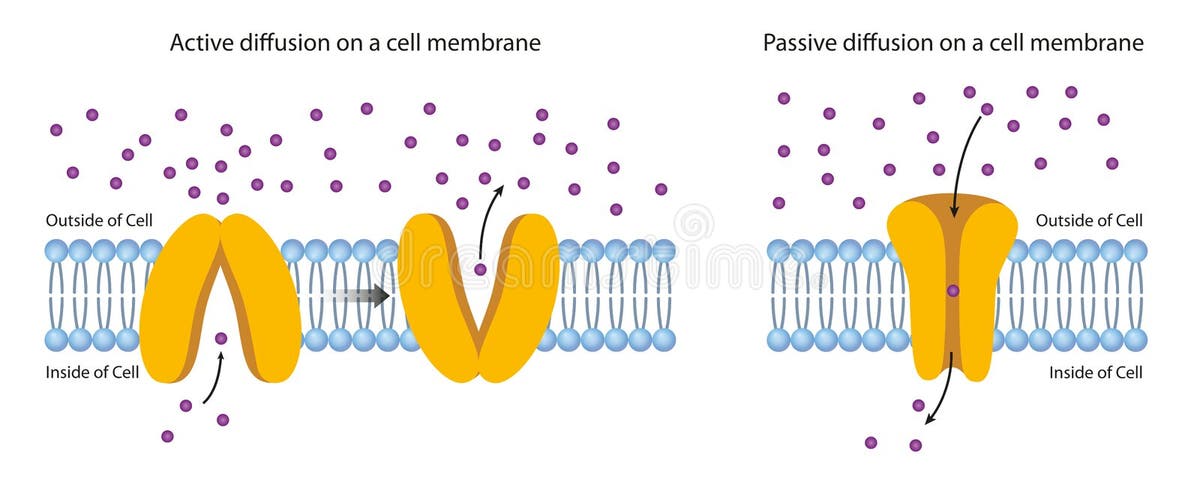 Passive Diffusion Stock Illustrations – 66 Passive Diffusion Stock ...