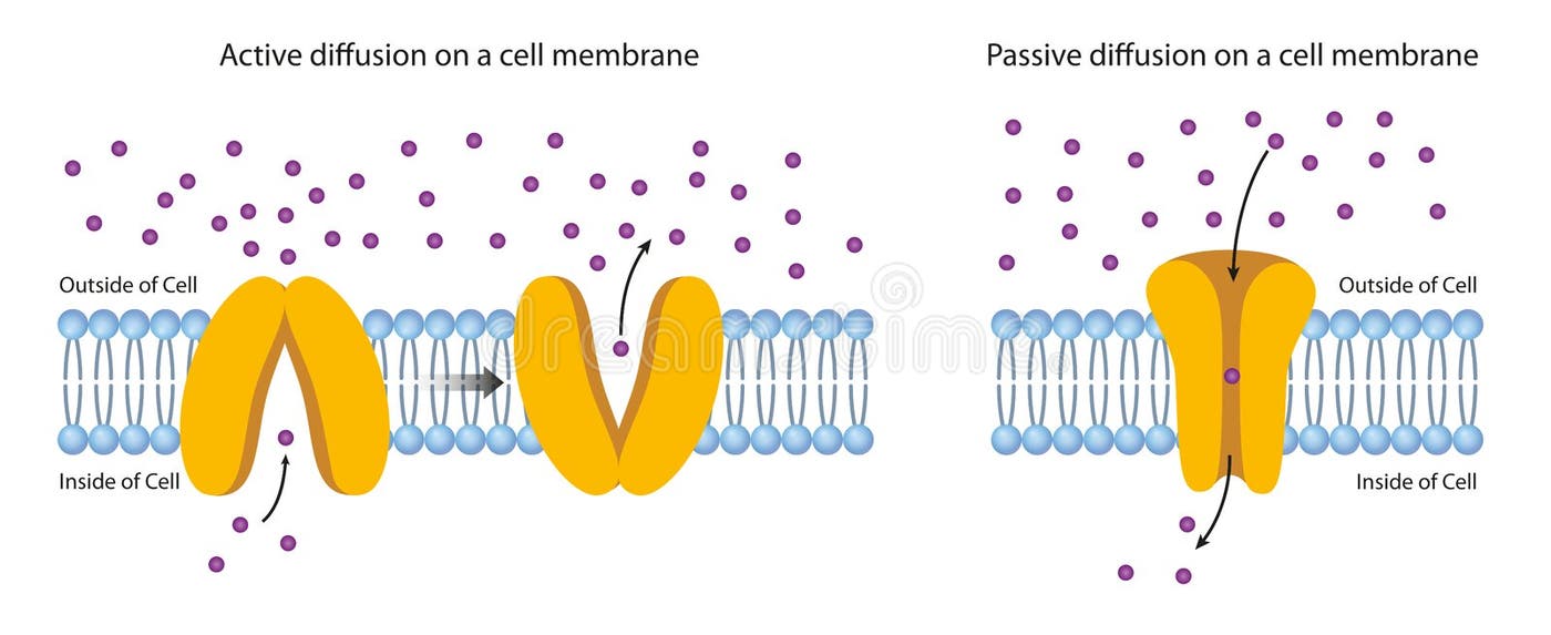 Passive Diffusion Stock Illustrations – 66 Passive Diffusion Stock ...