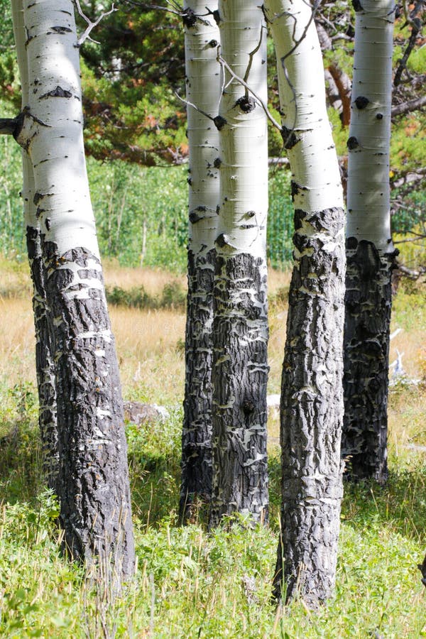 The Simplicity of Aspen Trees Stock Photo - Image of colorado, pattern ...