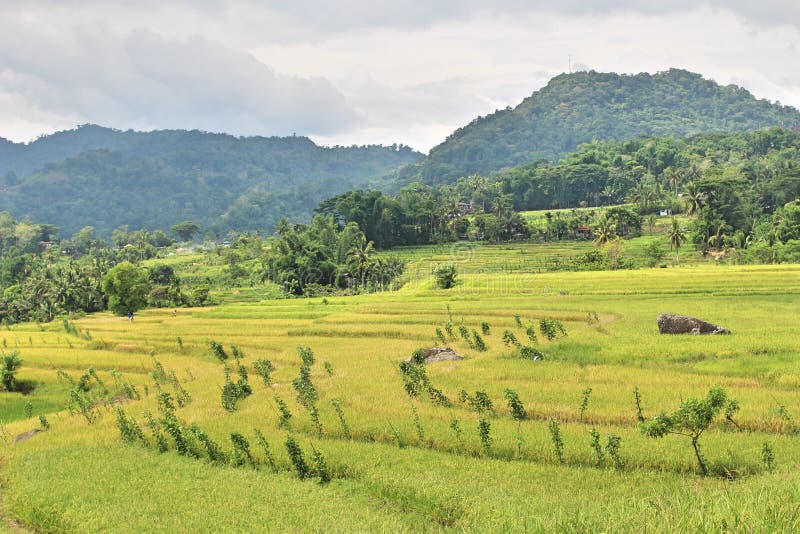 Kiangan Ifugao Stock Photos - Free & Royalty-Free Stock Photos from ...