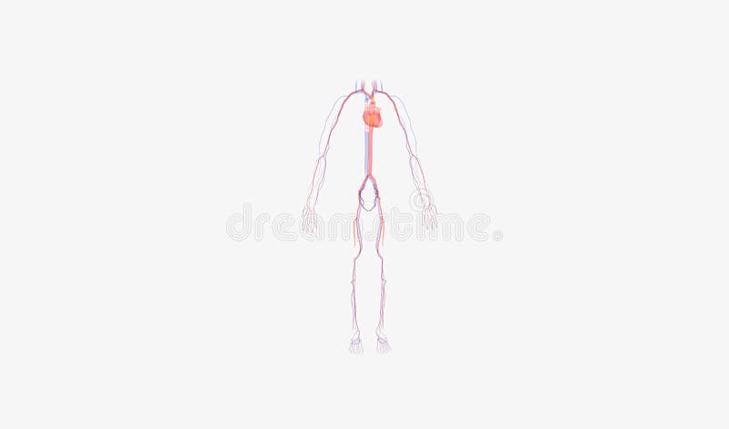 Simplified Cardio System stock illustration. Illustration of blood ...