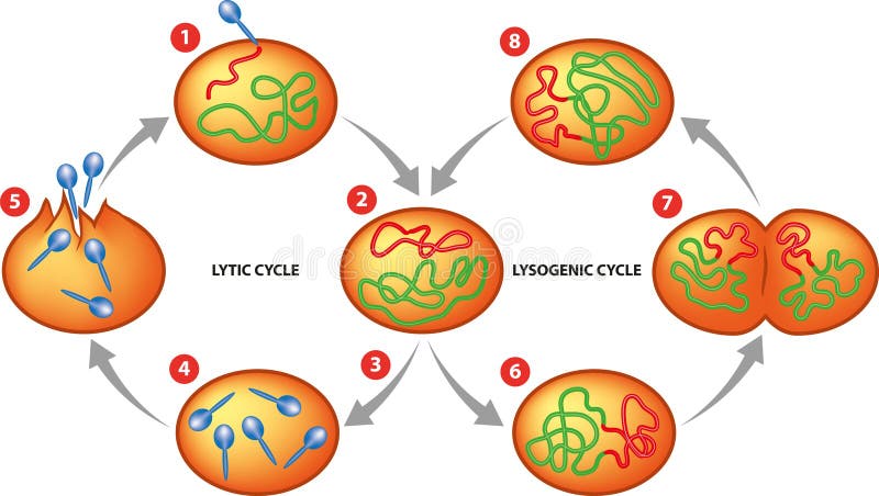 Lytic and Lysogenic cycle stock vector. Illustration of chromosome ...