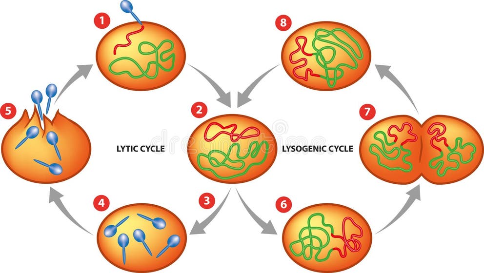 Lytic and Lysogenic cycle stock vector. Illustration of chromosome ...