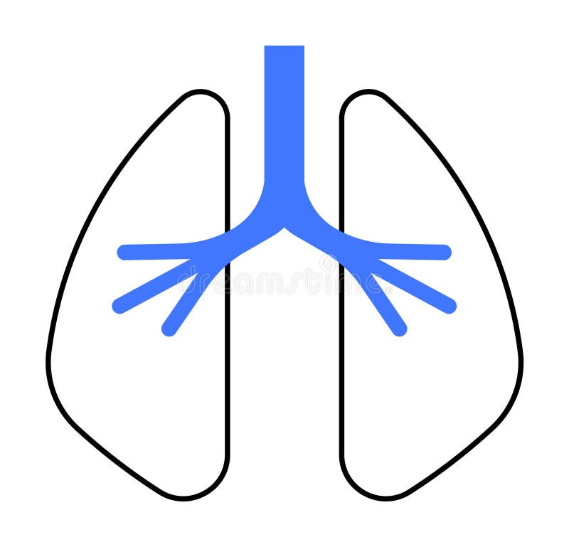 Simplified Representation of Lungs with Bronchial Tree in Blue and ...