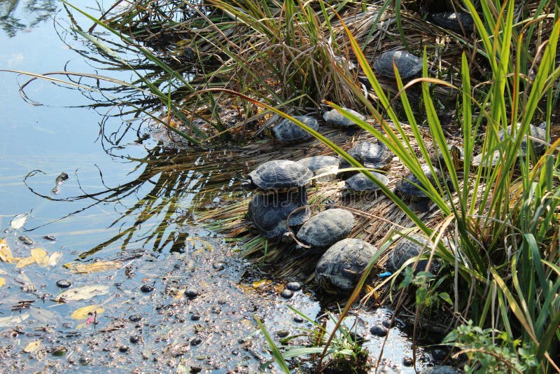 Simplon Park Milano Turtle stock image. Image of green - 130528007
