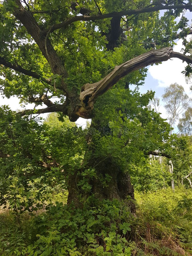 Walk in the Sherwood Forest. Stock Image - Image of forest, nature ...