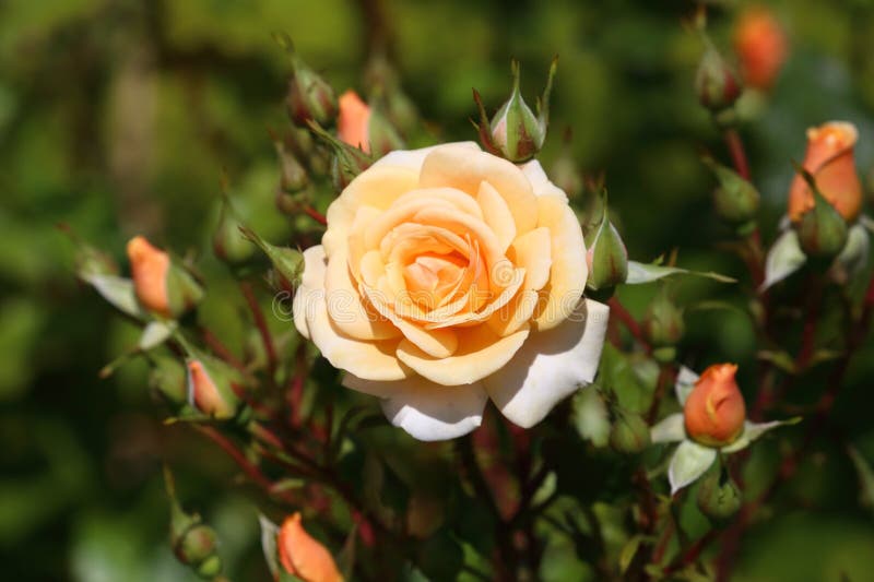 Simply Beautiful Rose with Buds Surrounding. Stock Image - Image of ...