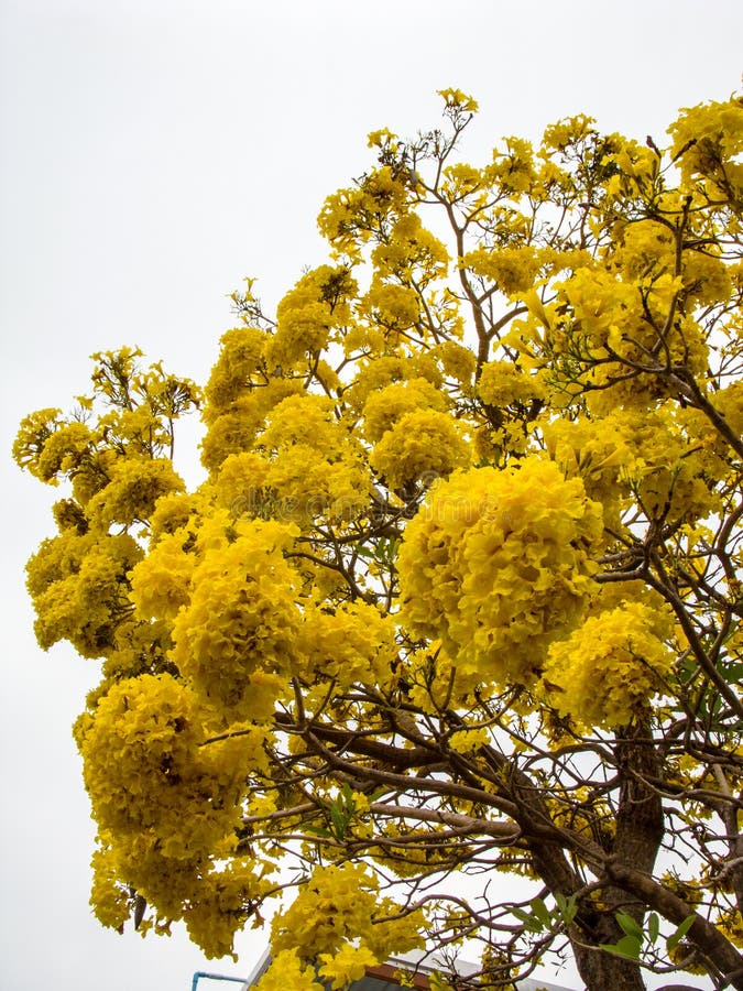 Simply Beautiful Yellow Tabebuia Aurea Stock Photo - Image of plant ...