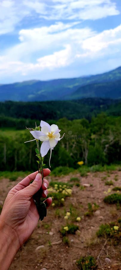 Simply breathtaking stock photo. Image of meadow, tree - 233062376