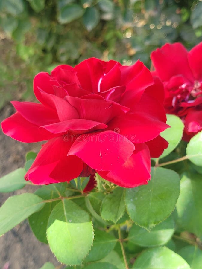 Simply Natural and Beautiful Roses Stock Image - Image of wildflower ...