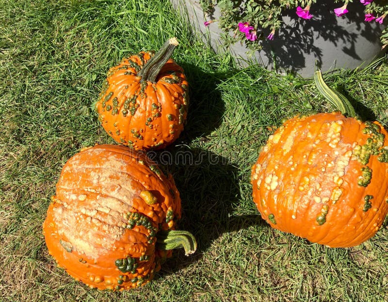 Simply Pumpkins stock photo. Image of green, orange, spots - 98128150