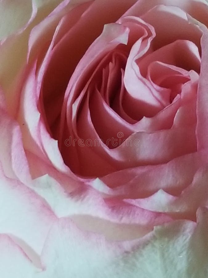 Simply a rose stock image. Image of blossom, rose, flower - 227096491