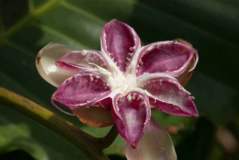 Simpoh Air Dillenia Suffruticosa Stock Image - Image of suffruticosa ...