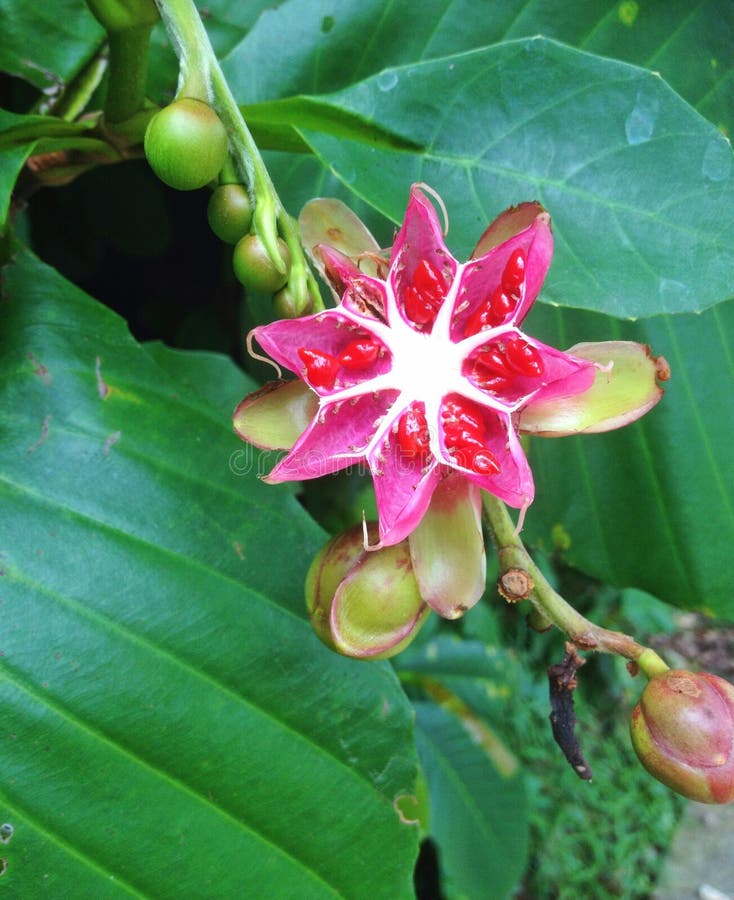 Simpoh air fruit stock image. Image of stalk, garden - 78290409