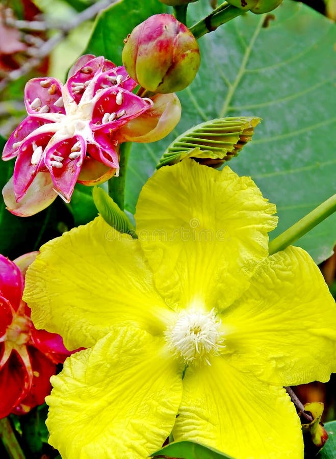 Simpur Stock Photos - Free & Royalty-Free Stock Photos from Dreamstime