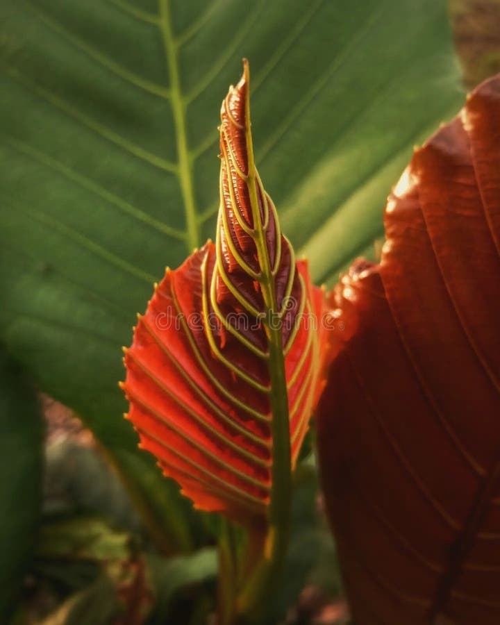 Simpur leaf shoots stock photo. Image of shoots, plants - 264785140
