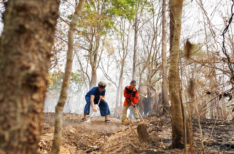 A Simulation of Forest Fire Prevention and Suppression Using Officials ...