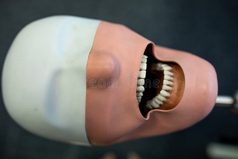 Simulation Plastic Model of Human Head with Open Mouth and Row of Teeth ...