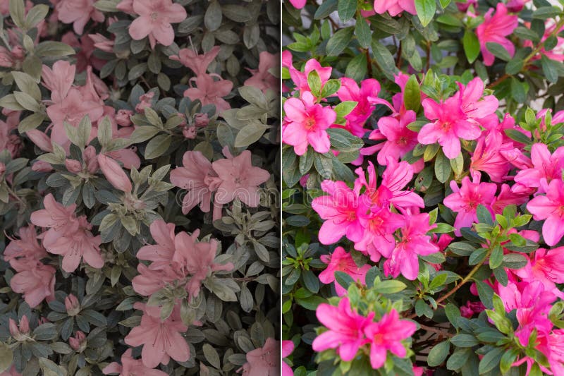 Simulation of the Vision of a Colorblind and Normal Vision Stock Image ...